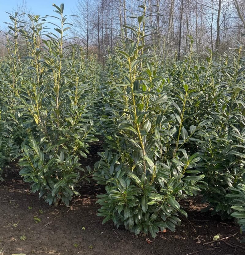 Laurier Novita kopen? Met groeigarantie! | Haagplantdirect